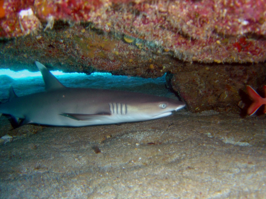 Protect the Sharks